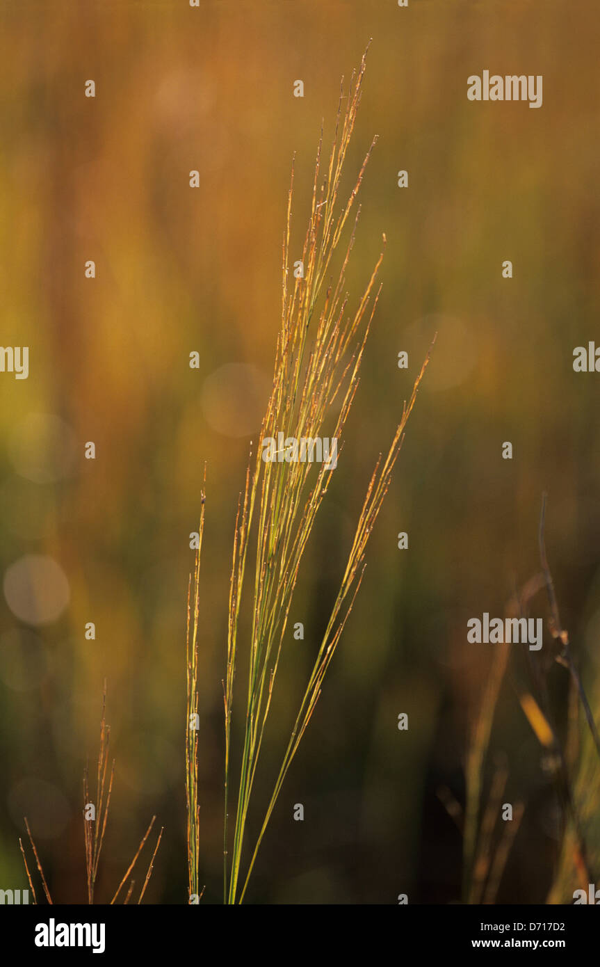 American switchgrass hi-res stock photography and images - Alamy