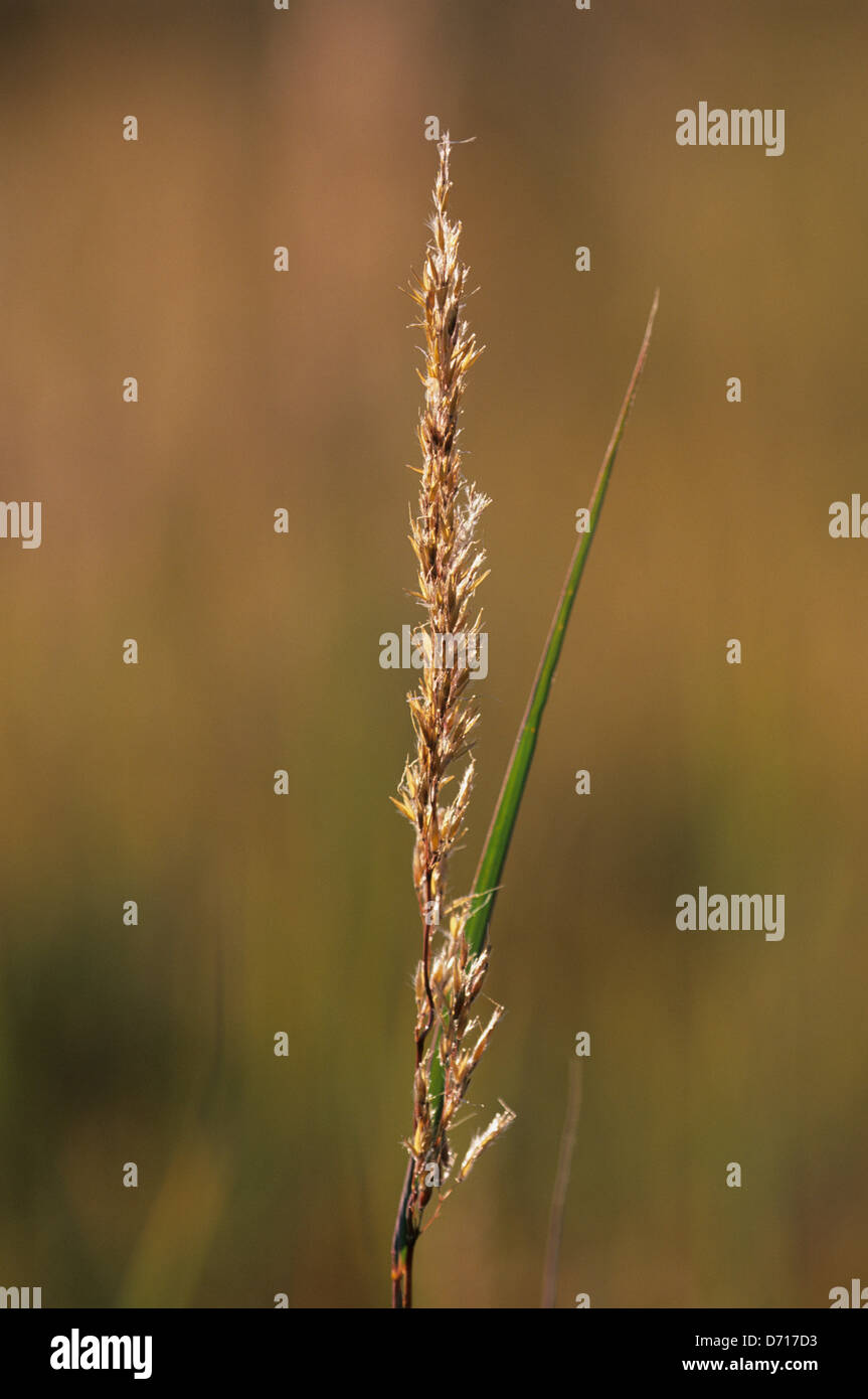 Kansas city grass hi-res stock photography and images - Alamy