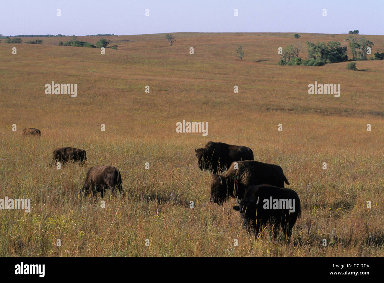 America tallgrass prairie preserve hi-res stock photography and images ...