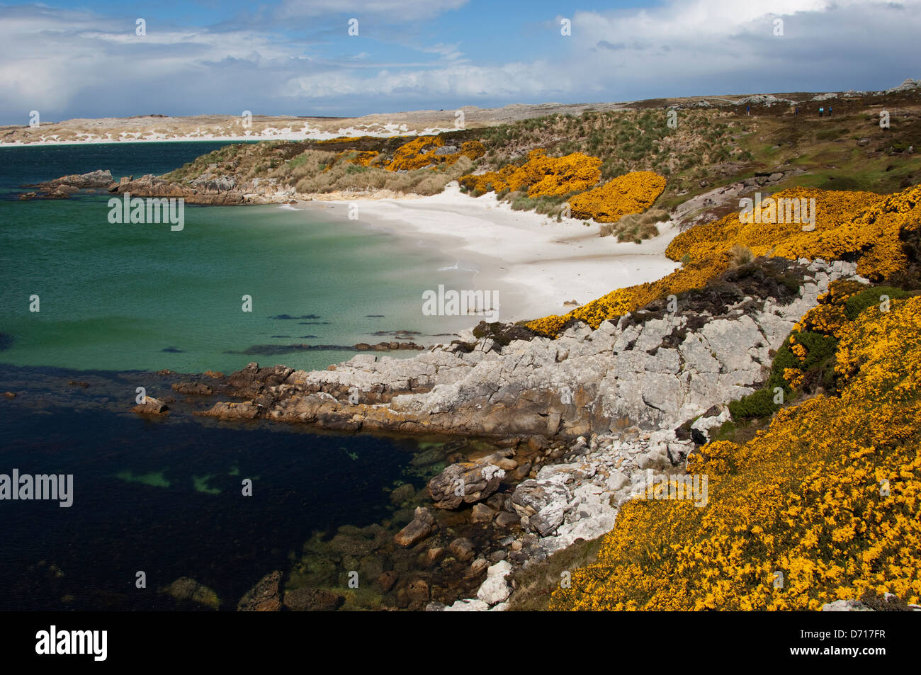Falkland Islands, Near Port Stanley, Gypsy Cove, View Of Beach, Gorse ...