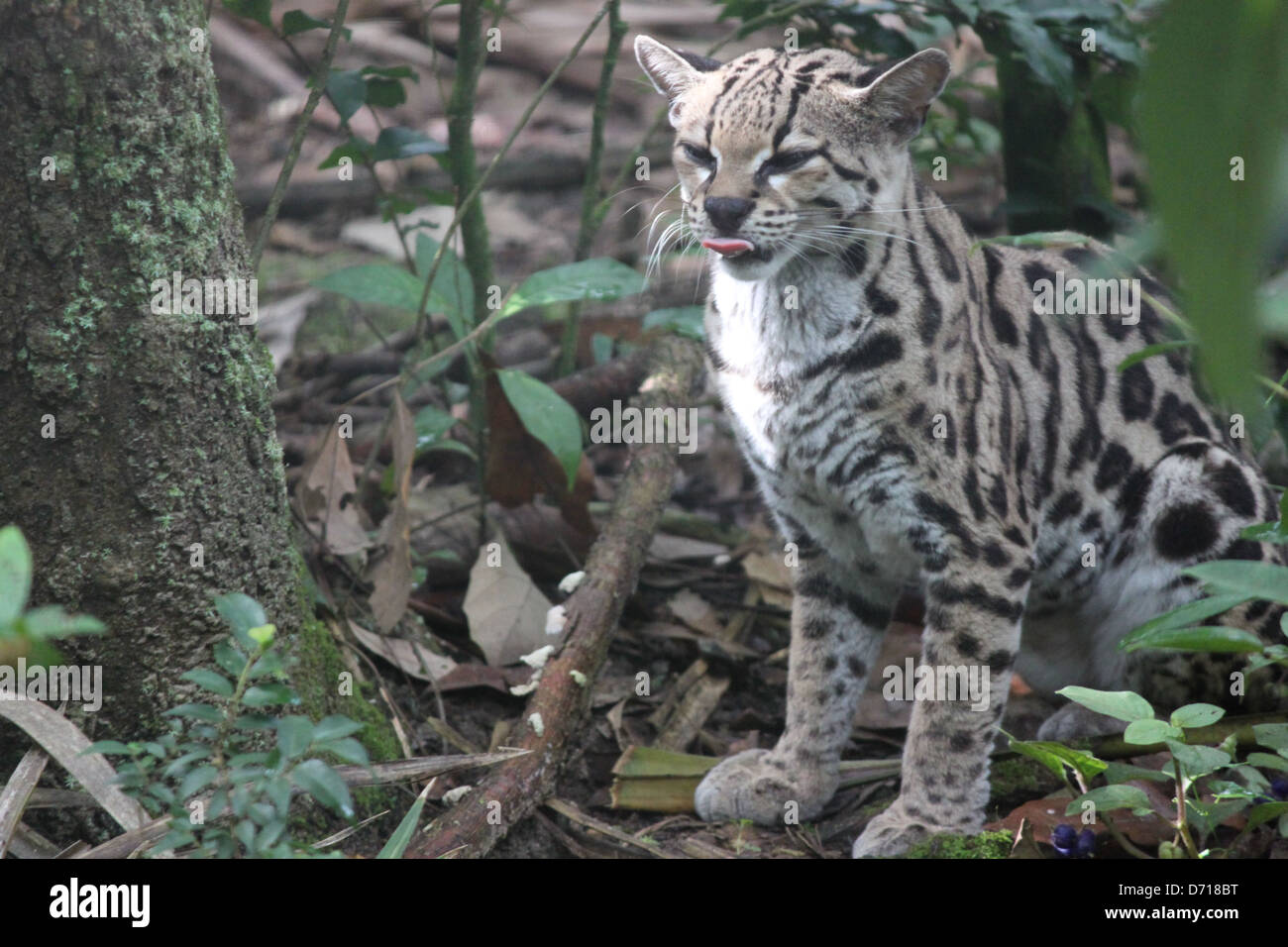 Ocelot hi-res stock photography and images - Alamy