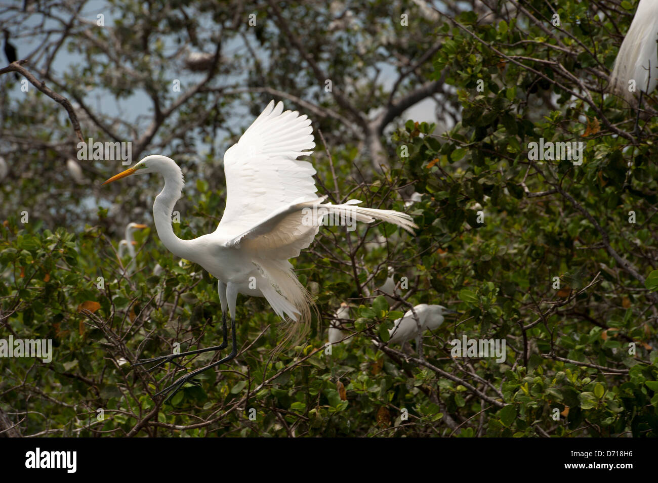 Great Egret (Ardea Alba) In Flight At Nesting Colony In Mangrove Trees ...