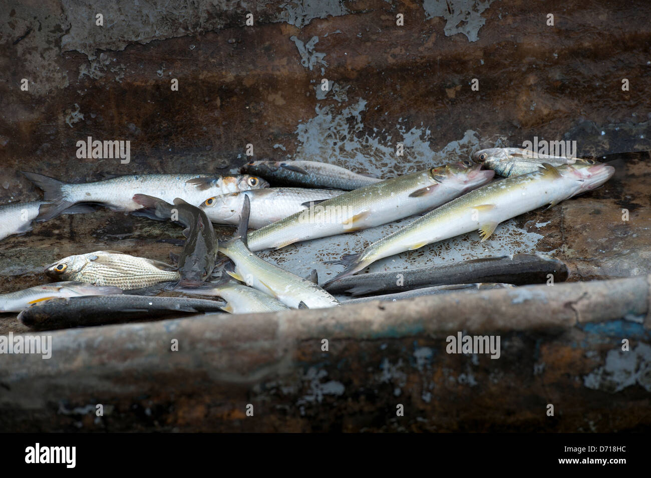 Fresh Fish In Canoe Of Fisherman In Cartagena, Colombia Stock Photo - Alamy