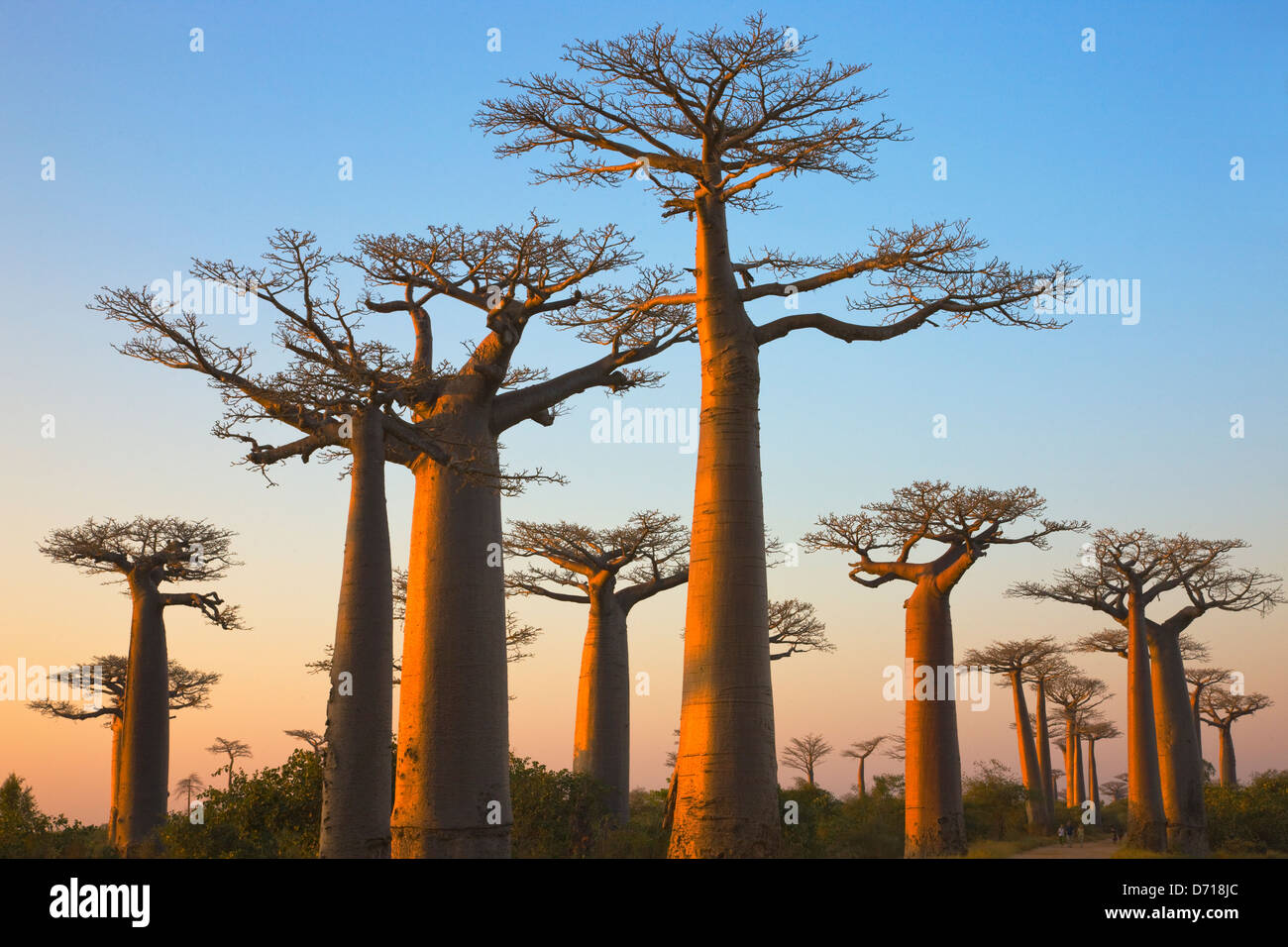 Baobab tree madagascar hi-res stock photography and images - Alamy