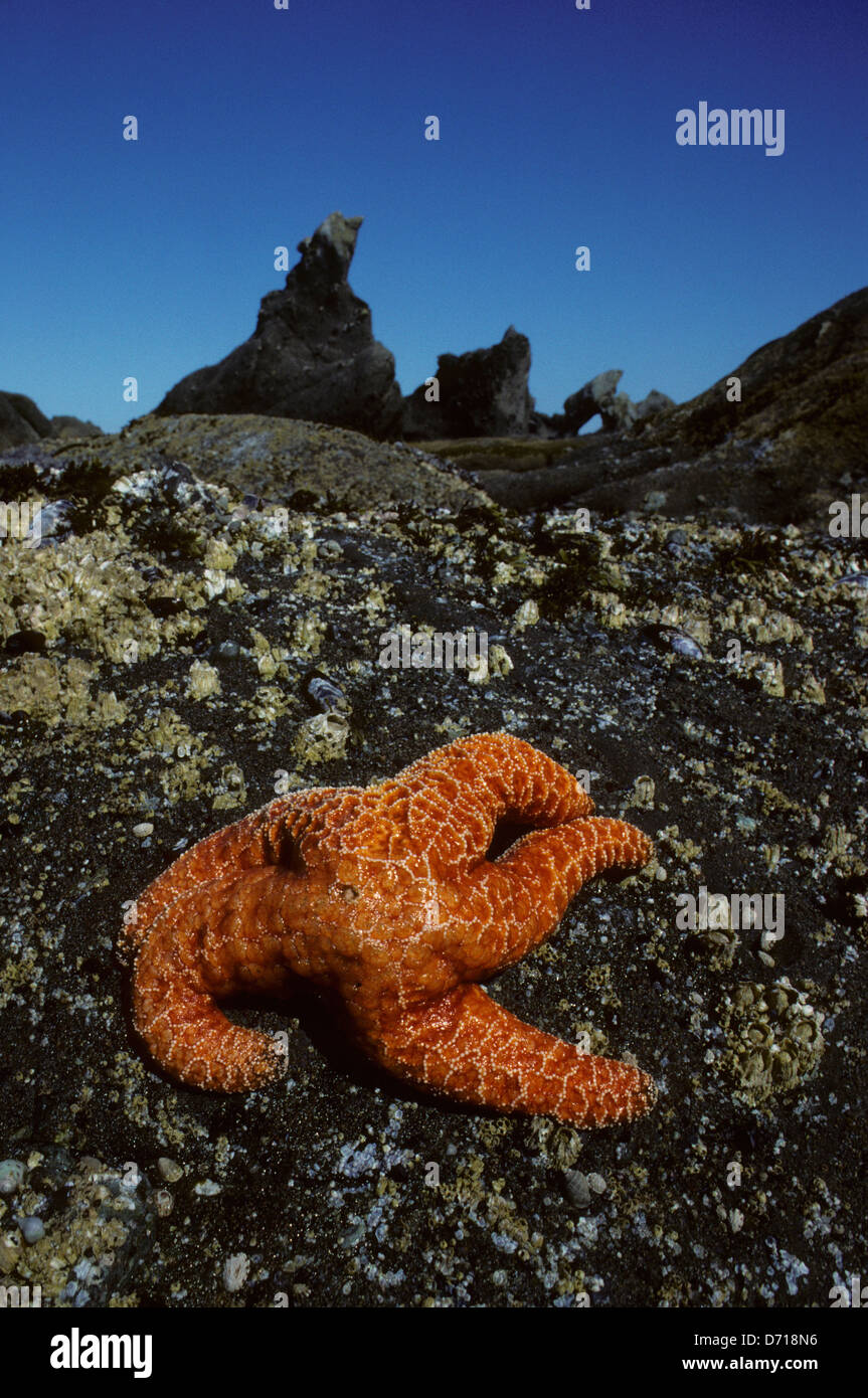 Starfish olympic national park washington hi-res stock photography and ...