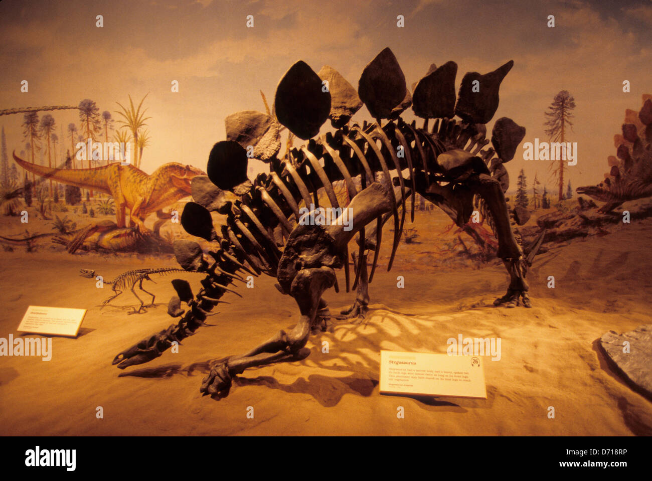 Canada, Alberta, Drumheller, Royal Tyrrell Museum, Interior, Dinosaur ...