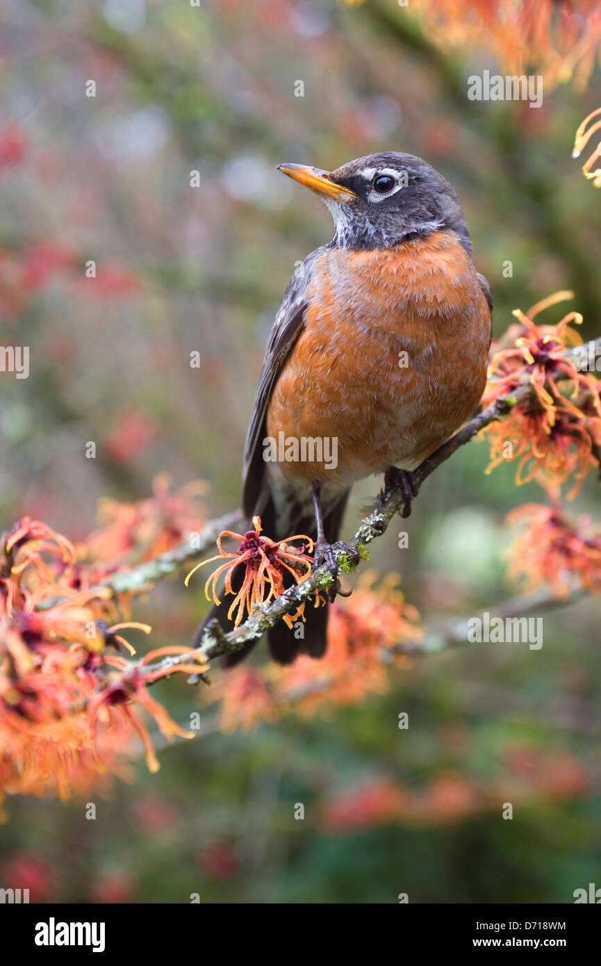 USA, Washington, Bellevue, Red Robin (Turdus Migratorius) Perched In ...