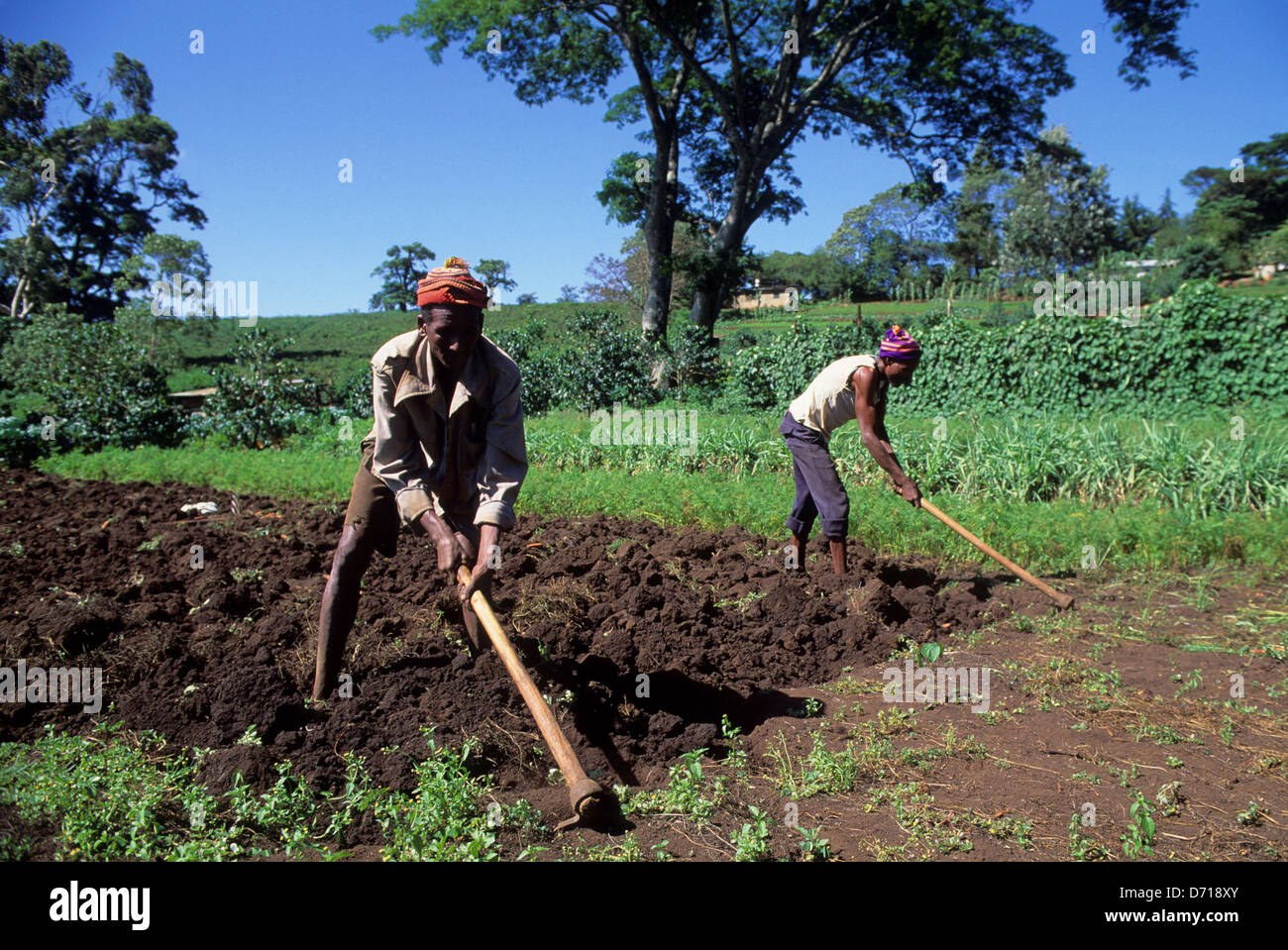 Tanzania, Near Arusha, People Working In Fields Stock Photo - Alamy