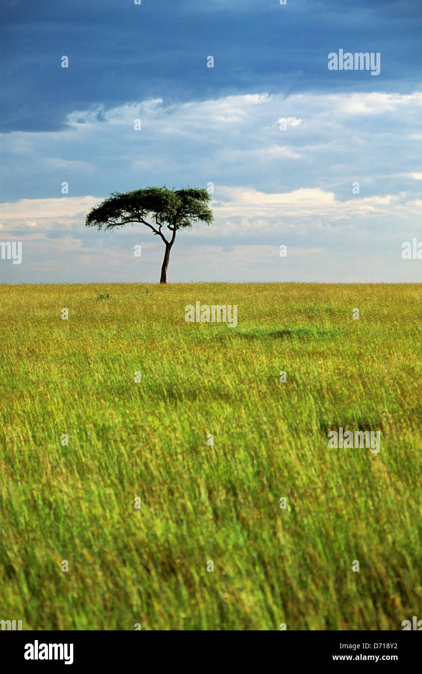 Kenya, Masai Mara, Landscape With Tree Stock Photo - Alamy