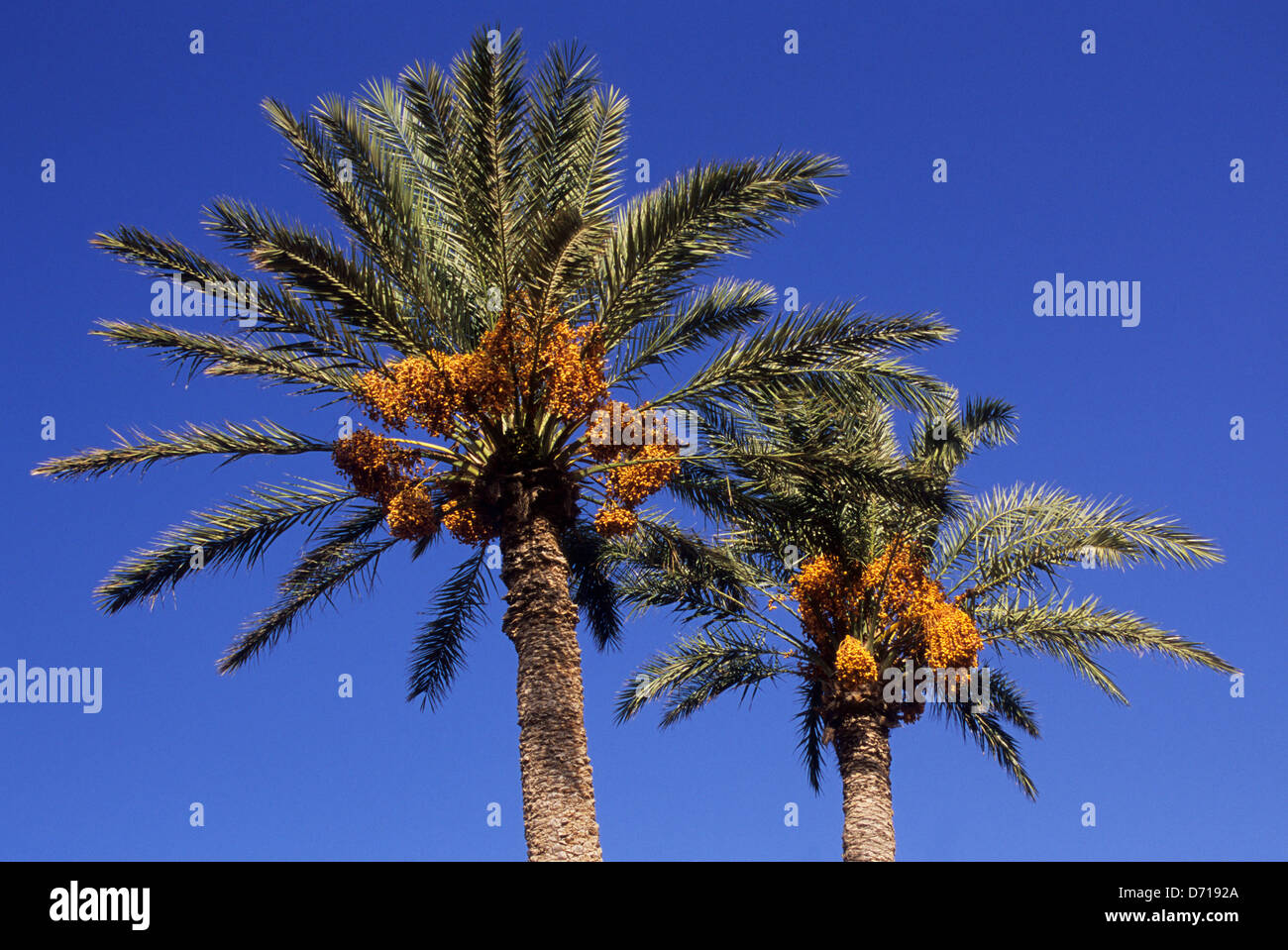 Libya, Near Benghazi, Date Palm Trees With Dates Stock Photo - Alamy