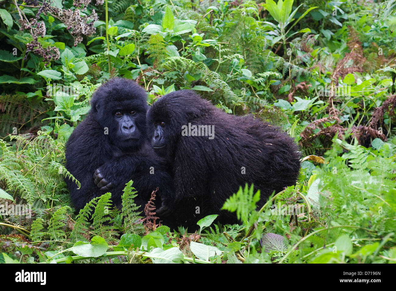 Rwanda, Volcano National Park, Young Mountain Gorillas (Gorilla Gorilla ...