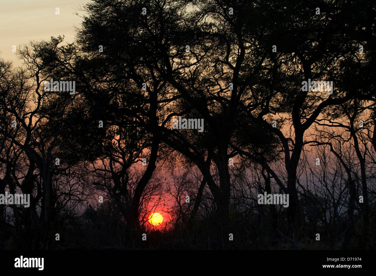 Botswana, Okavango Inland Delta, Duma Tau, Sunrise Stock Photo - Alamy