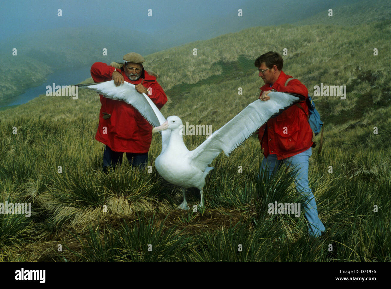 South Georgia, Wandering Albatross, Measured By Scientists Stock Photo ...