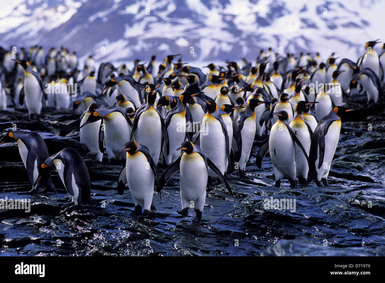 So. Georgia Is.,St.Andrews Bay, King Penguins On Rocks Going/Coming ...