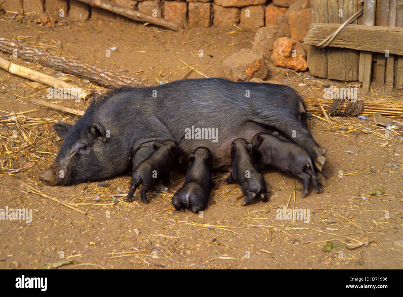 China, South Yunnan Province Hani Village, Sow With Young Pigs Feeding ...