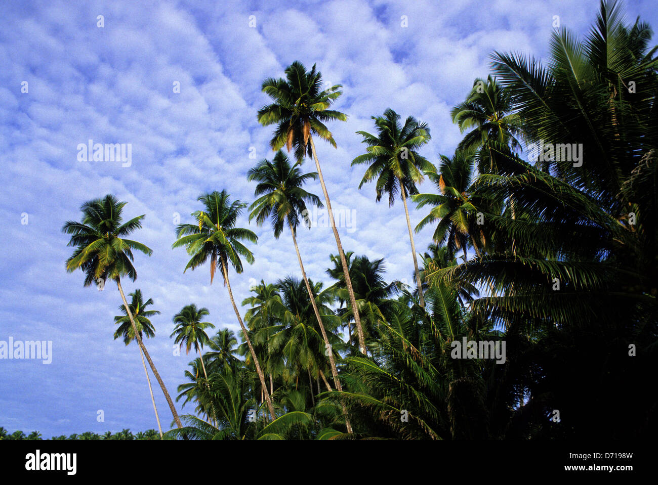 Asia, Indonesia, Sumatra, Nias Island, Coconut Palm Trees Stock Photo ...