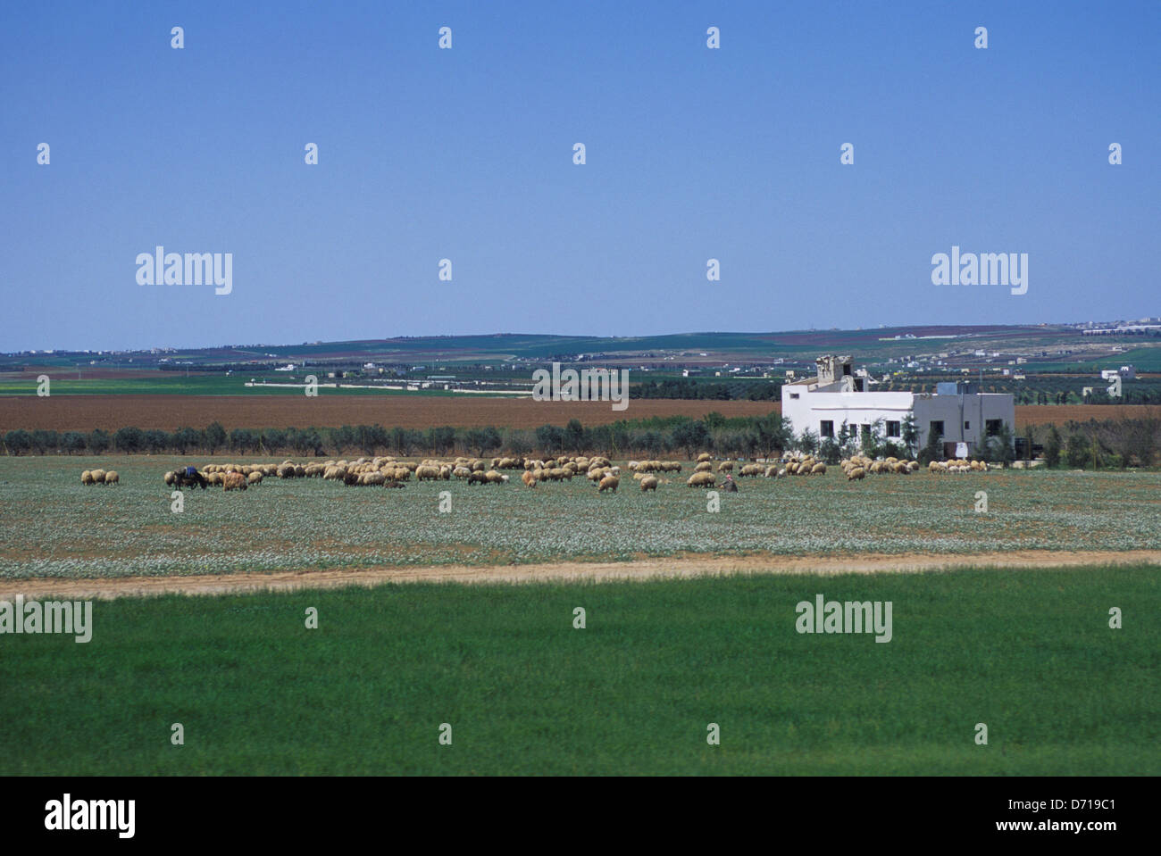 Jordan, Near Amman, Sheep In Fields Stock Photo - Alamy