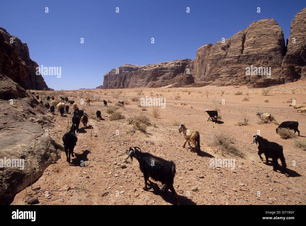 Jordan, Wadi Rum, Landscape, Goats Stock Photo - Alamy