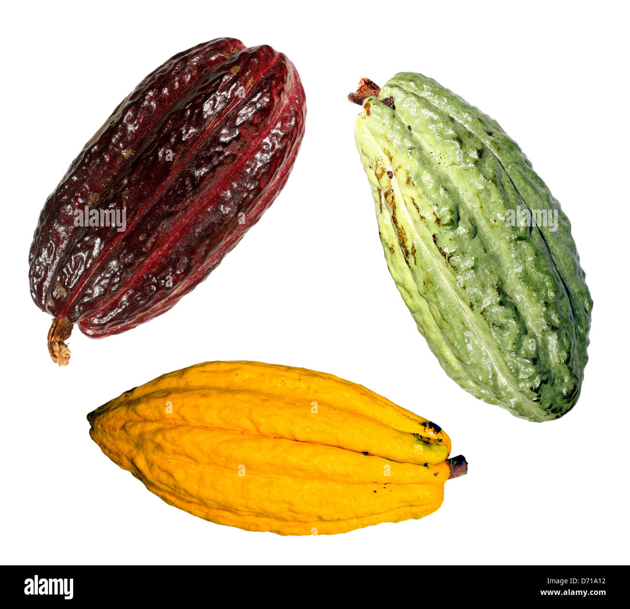 Three cocoa pods (Theobroma cacao) from Ecuador Stock Photo - Alamy