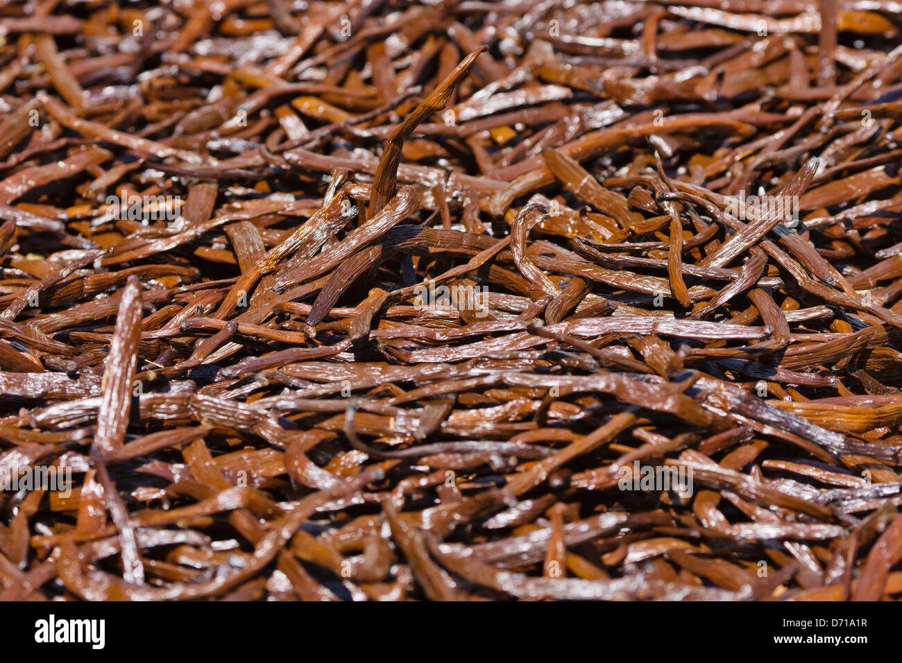 Vanilla farming hi-res stock photography and images - Alamy