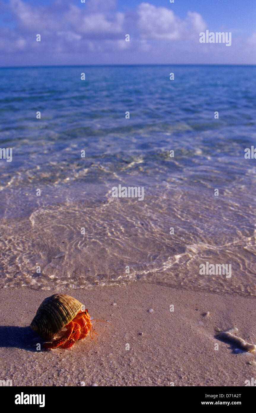 French Polynesia, Society Islands, Mopelia Island, Hermit Crab On Beach ...