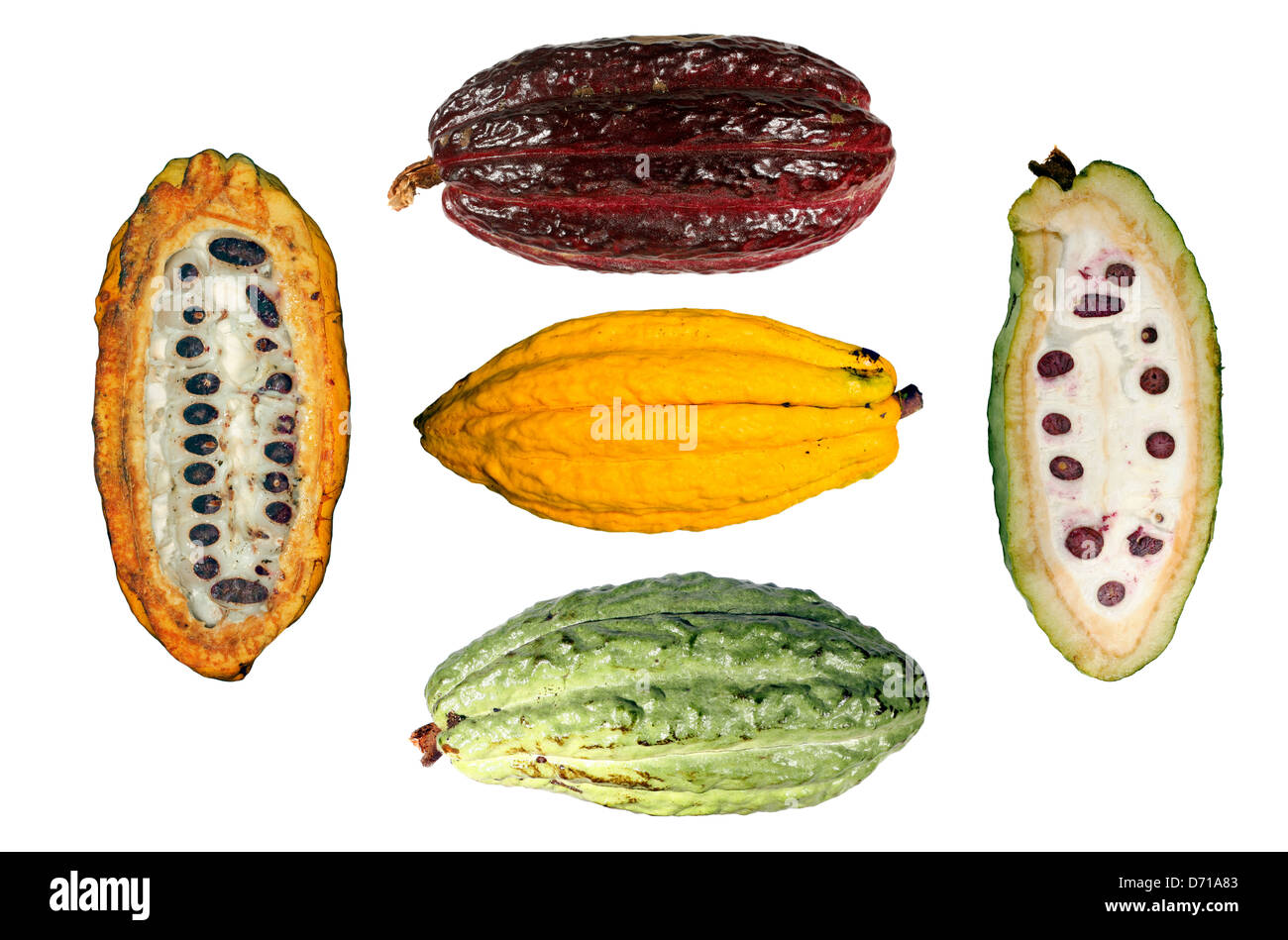 Assortment of cocoa pods (Theobroma cacao) from Ecuador Stock Photo - Alamy