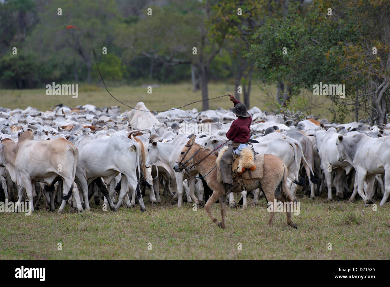 Cowboys Rounding Up Cattle Stock Photos & Cowboys Rounding Up Cattle ...
