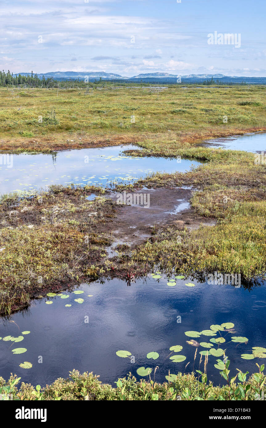 Summer tundra landscape in Northern Quebec Stock Photo - Alamy