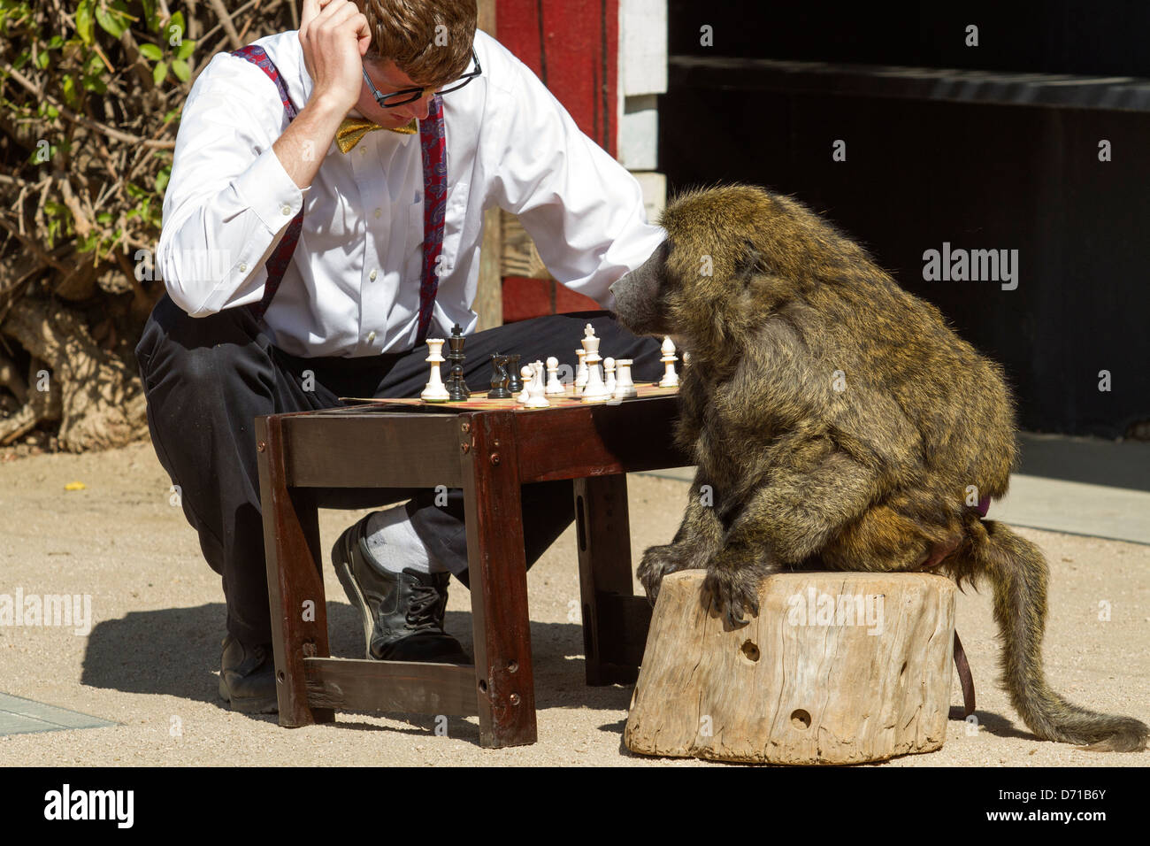 Sitting at a chess board hi-res stock photography and images - Alamy