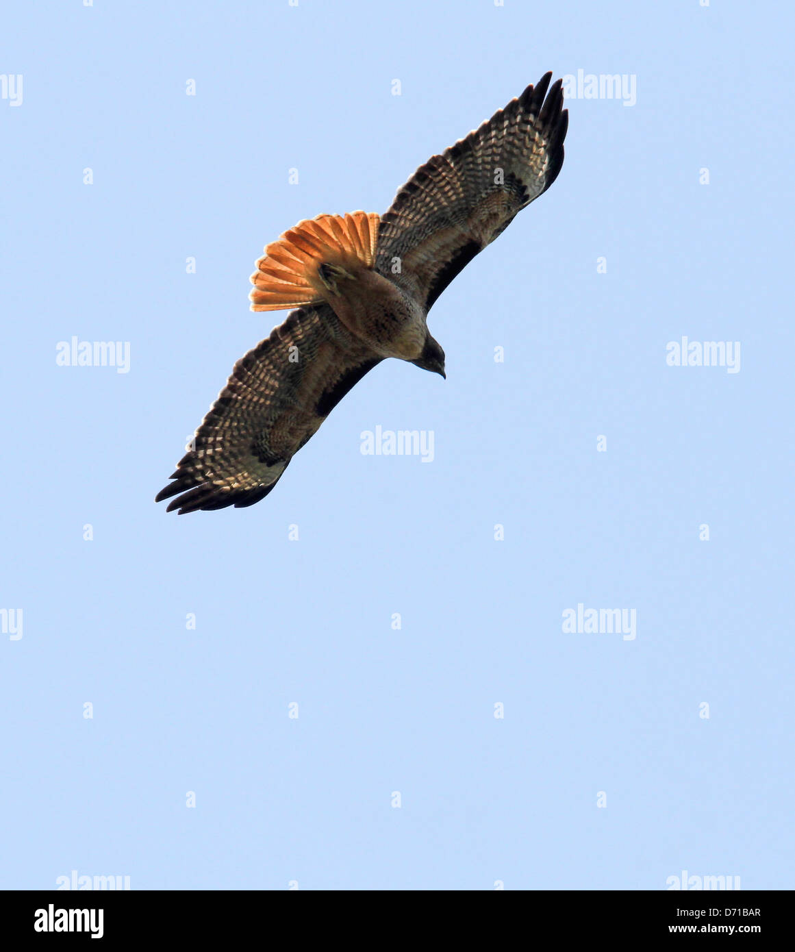 Red-Tailed Hawk Soaring In Blue Sky Stock Photo - Alamy