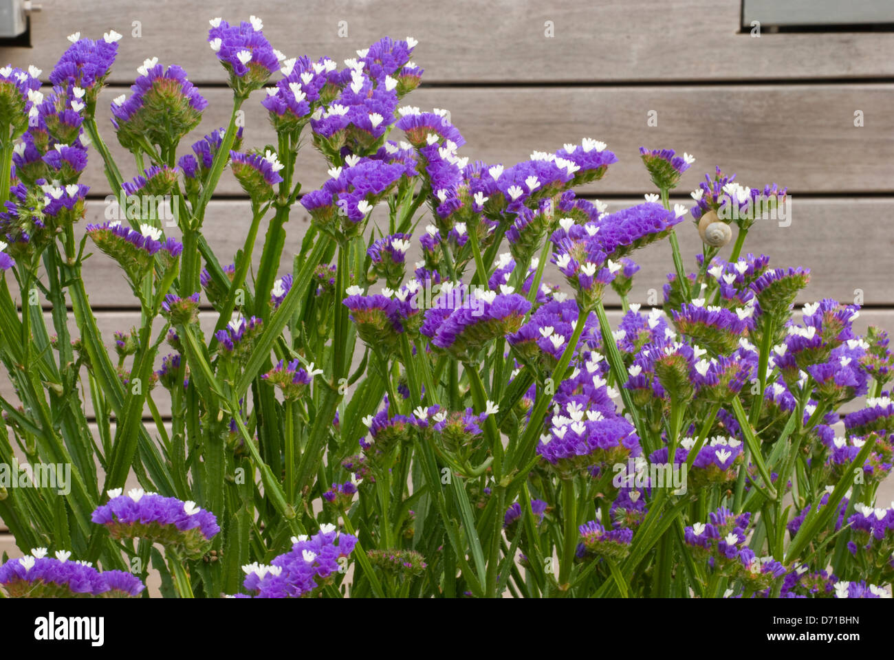 Statice in a Mediterranean garden (Limonium Stock Photo - Alamy