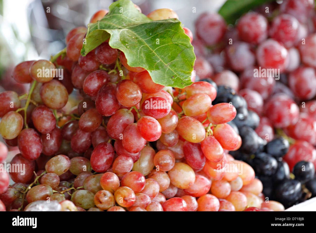 Bunches of grapes on After harvest it Stock Photo - Alamy
