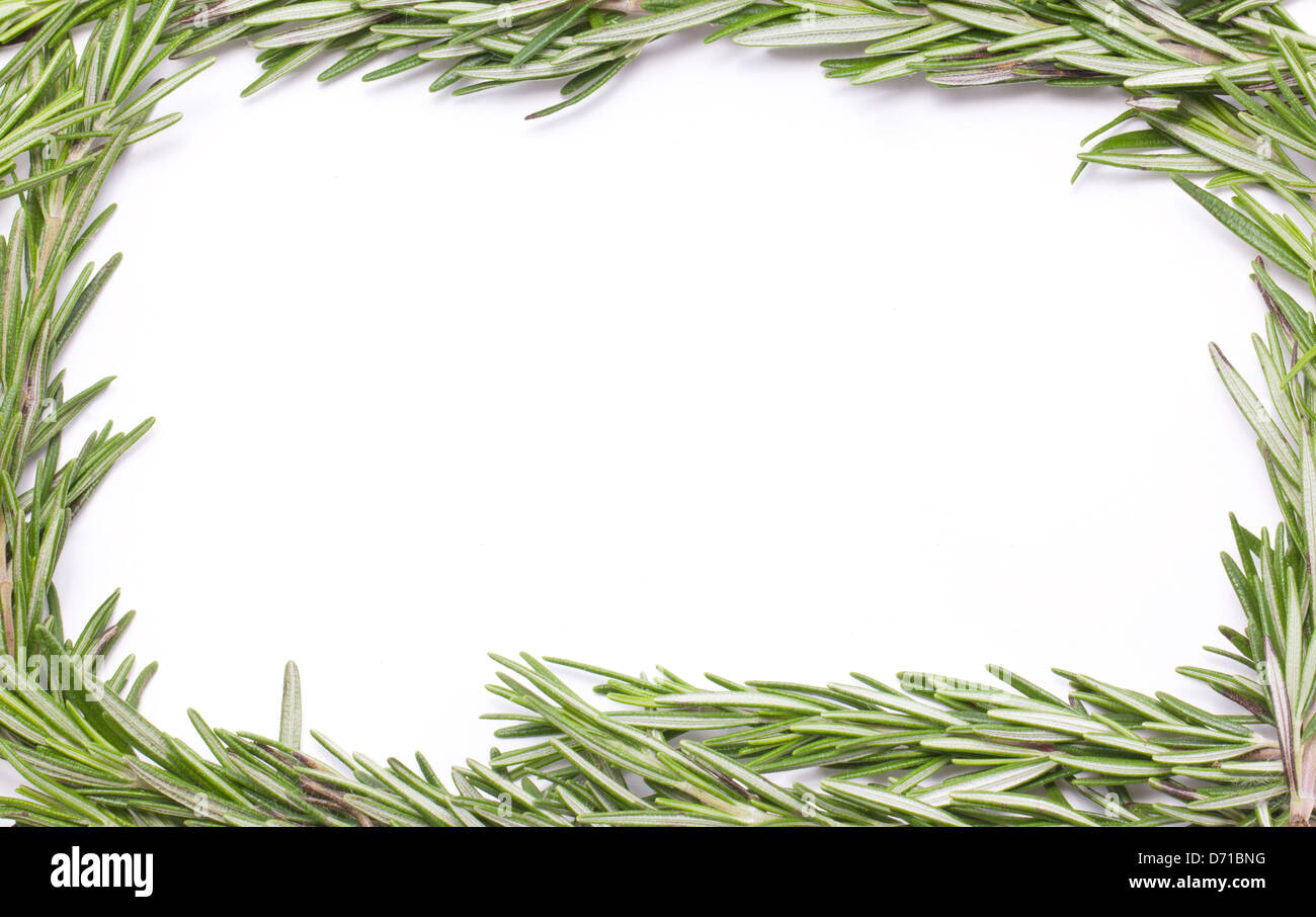 Rosemary Herbal Frame on White Background Stock Photo - Alamy