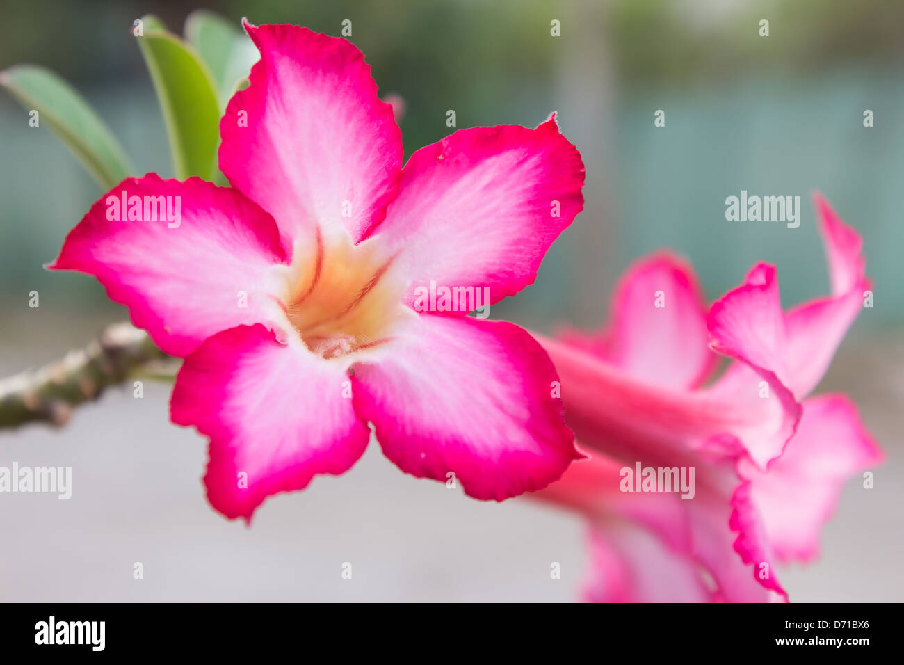 Pink Impala Flower Stock Photo - Alamy