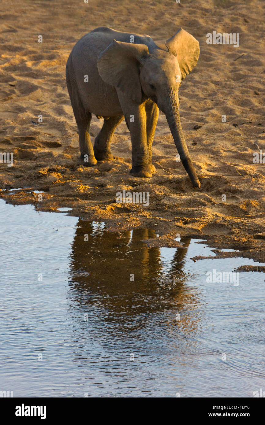 Cub of elephant hi-res stock photography and images - Alamy