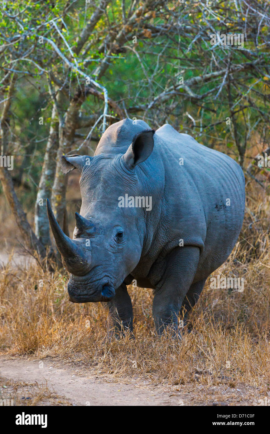 Black Rhino, South Africa Stock Photo - Alamy