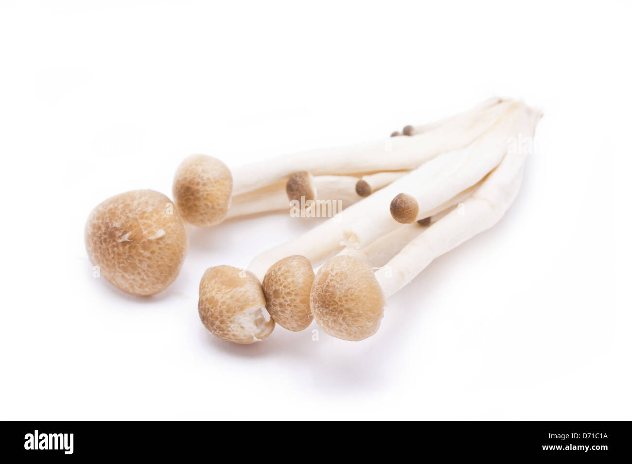 Group shimeji mushrooms isolated hi-res stock photography and images ...