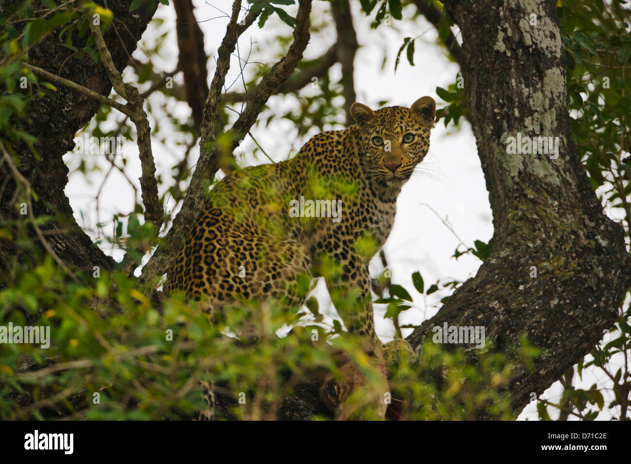Leopard eating prey on the tree, South Africa Stock Photo - Alamy