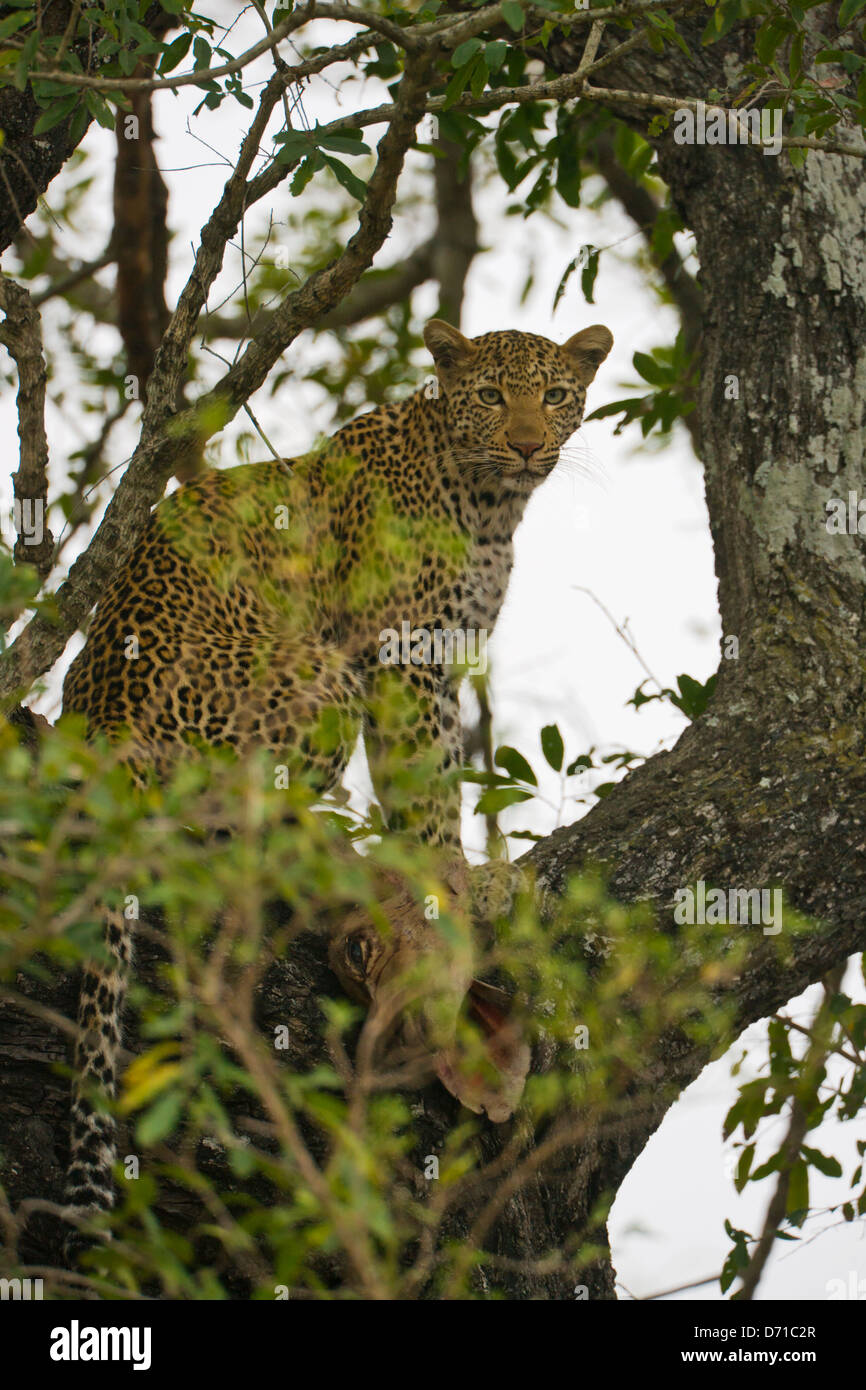 African leopard eating hi-res stock photography and images - Alamy