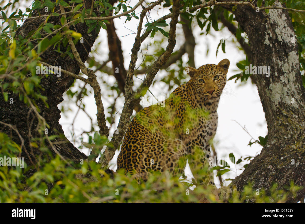 Leopard hunting africa hi-res stock photography and images - Alamy