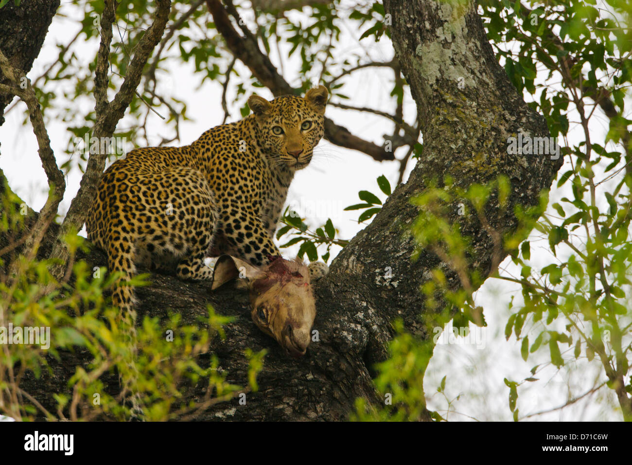 Leopard eating prey on the tree, South Africa Stock Photo - Alamy