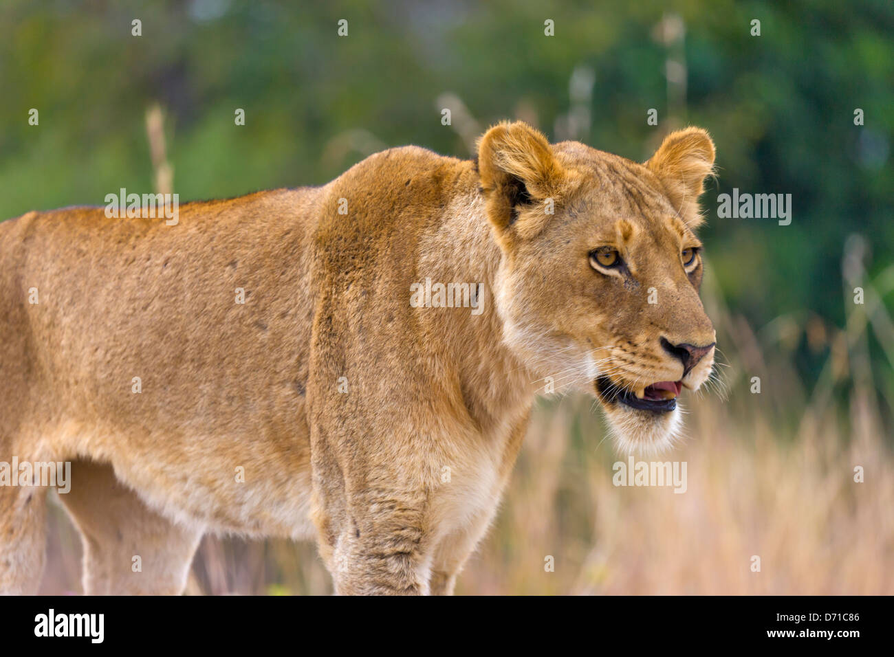 African lioness south africa hi-res stock photography and images - Alamy