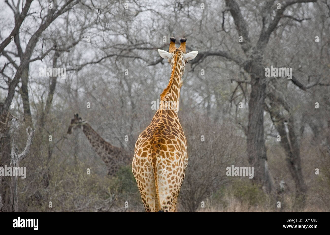Giraffes in the forest, South Africa Stock Photo - Alamy