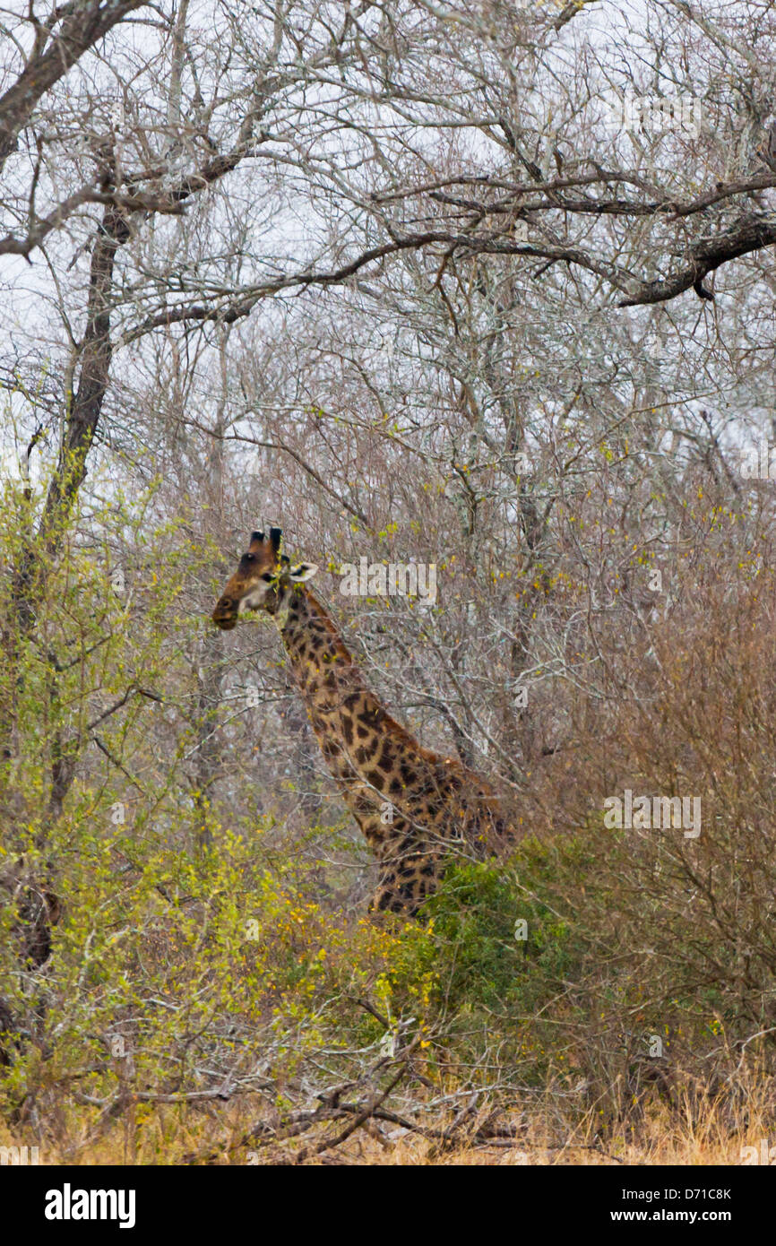 Giraffe in the forest, South Africa Stock Photo - Alamy