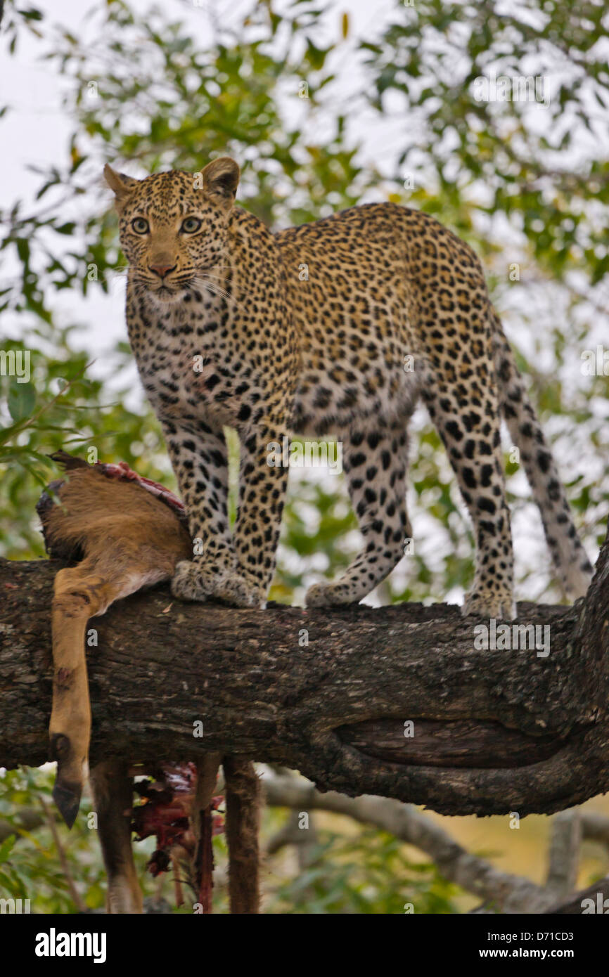 Leopard with prey on the tree, South Africa Stock Photo - Alamy