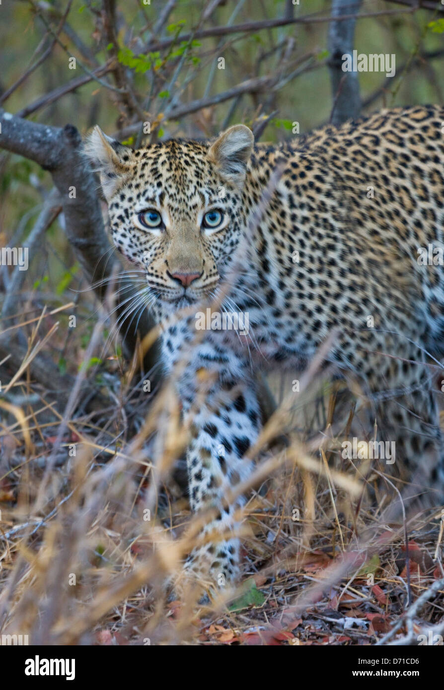 Leopard, South Africa Stock Photo - Alamy
