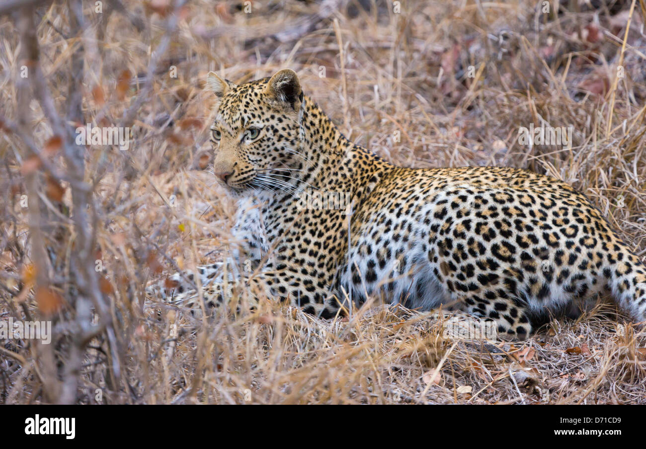 Leopard, South Africa Stock Photo - Alamy