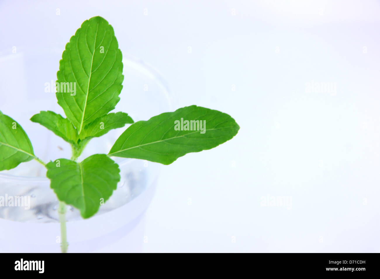 Green sweet basil leaves can be cooked as spicy food Stock Photo - Alamy