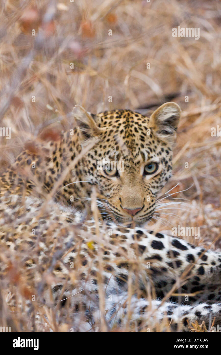 Leopard, South Africa Stock Photo - Alamy