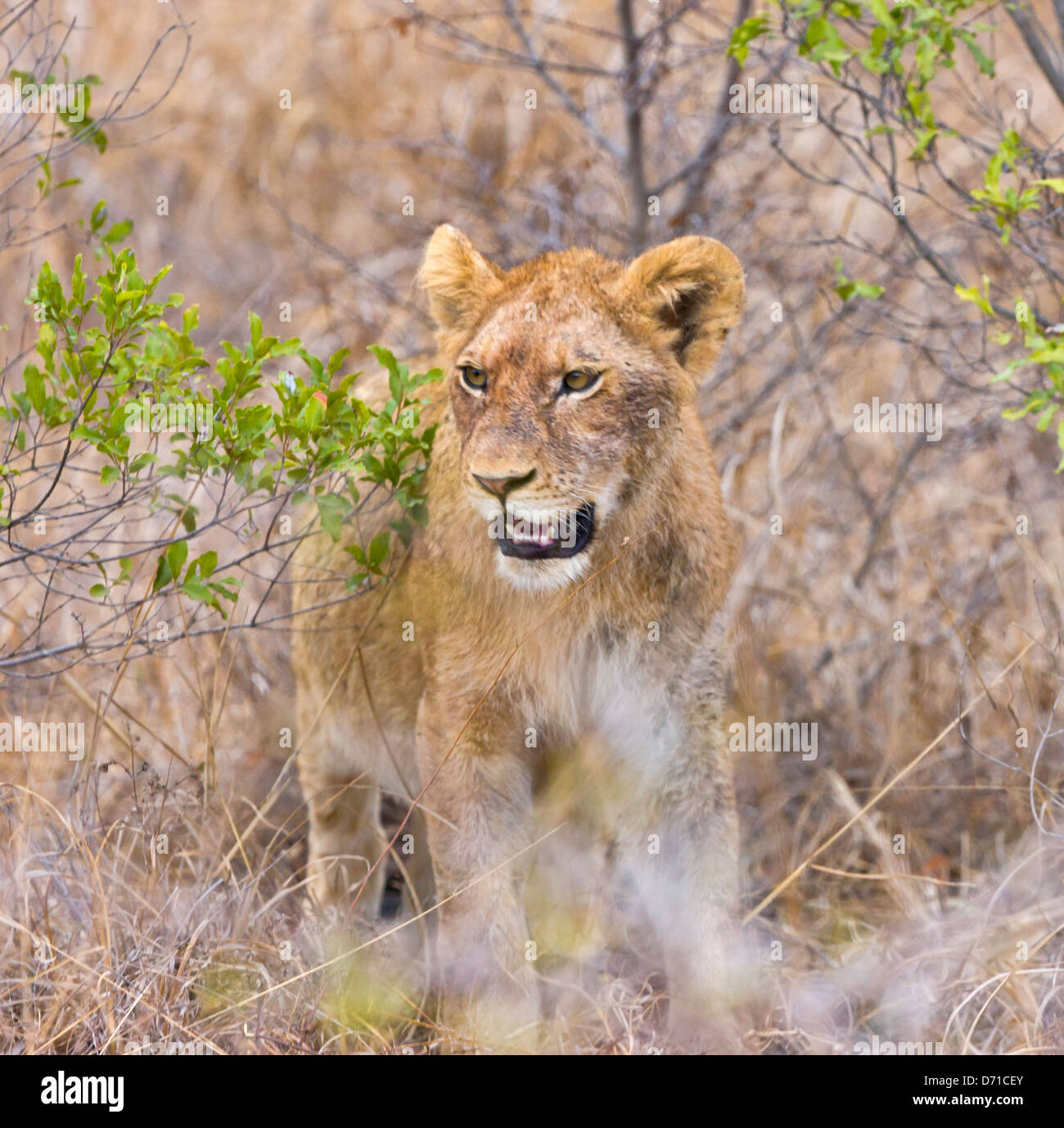 African lioness south africa hi-res stock photography and images - Alamy